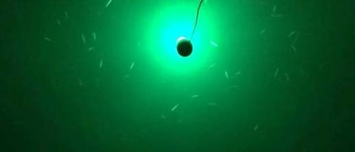 Under Water LED Squid Light - Downriggershop